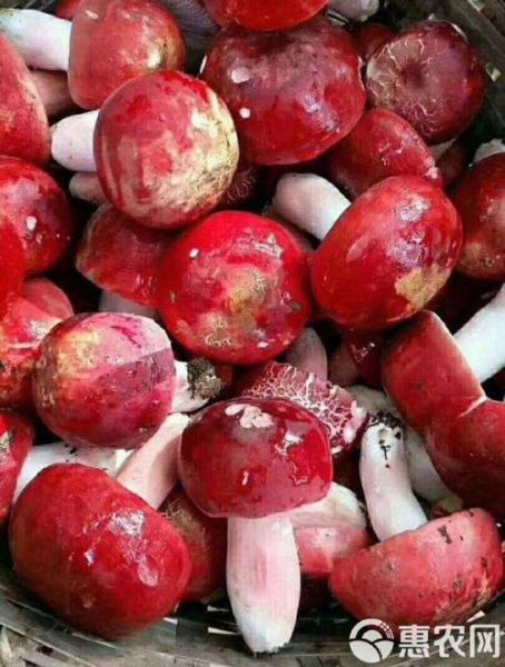 洋菇图片怎么拍_洋菇高清图鉴哪里找-第3张图片-山城妙识 洋菇图片怎么拍_洋菇高清图鉴哪里找-第3张图片-山城妙识