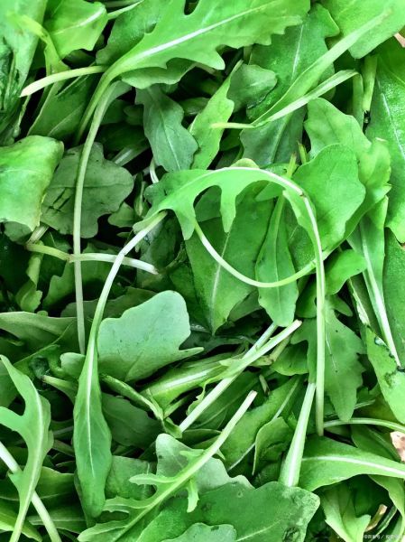 雪里红北方几月份种植_雪里红种植时间-第1张图片-山城妙识 雪里红北方几月份种植_雪里红种植时间-第1张图片-山城妙识