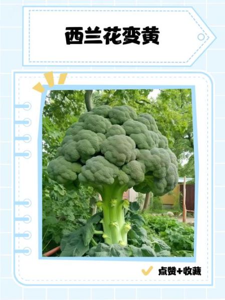 西兰花发黄掉籽还能吃吗_如何挑选新鲜西兰花-第3张图片-山城妙识 西兰花发黄掉籽还能吃吗_如何挑选新鲜西兰花-第3张图片-山城妙识