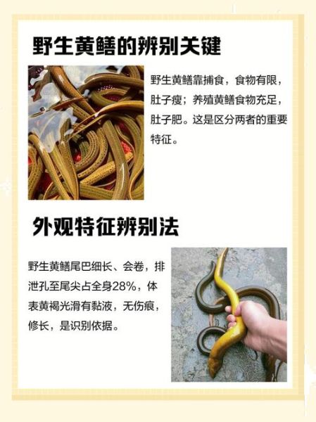 黄鳝性别怎么区分_黄鳝公母辨别方法-第3张图片-山城妙识