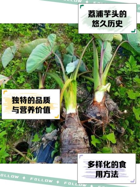 广西荔浦芋头种植技术_荔浦芋头高产秘诀-第2张图片-山城妙识