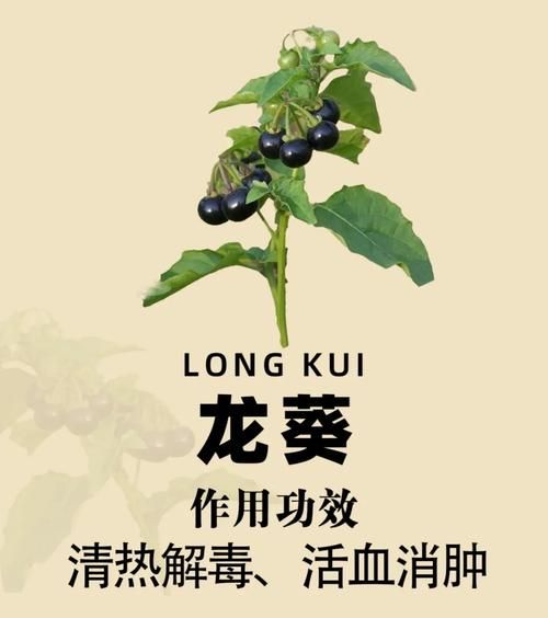 龙葵叶子可以当菜吃吗_龙葵叶食用安全指南-第1张图片-山城妙识
