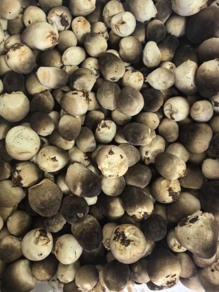 草菇一亩地产量多少_草菇亩产能达到多少斤-第2张图片-山城妙识