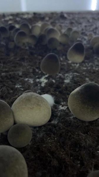 草菇一亩地产量多少_草菇亩产能达到多少斤-第3张图片-山城妙识