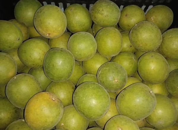 罗汉果贵吗_多少钱一斤-第1张图片-山城妙识