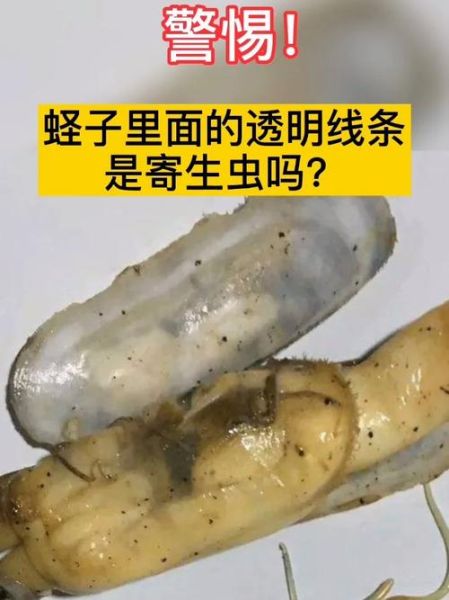 蛏子寄生虫图片_蛏子寄生虫能吃吗-第1张图片-山城妙识
