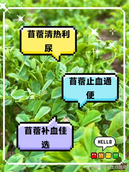 苜蓿叶怎么吃_苜蓿叶的功效与作用-第2张图片-山城妙识