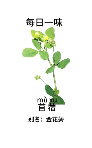 苜蓿叶怎么吃_苜蓿叶的功效与作用-第3张图片-山城妙识