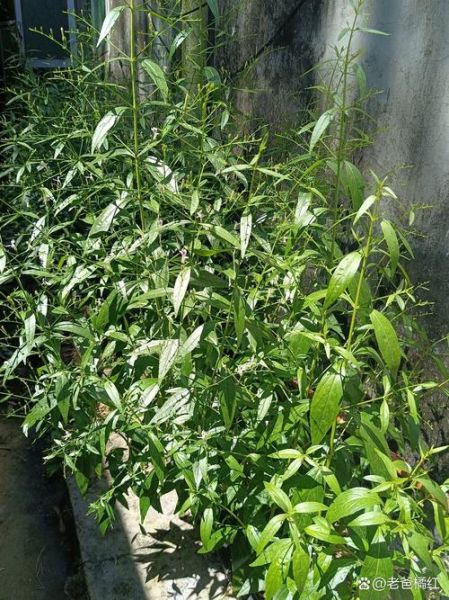 穿心莲什么时候开花_穿心莲花期多久-第1张图片-山城妙识 穿心莲什么时候开花_穿心莲花期多久-第1张图片-山城妙识