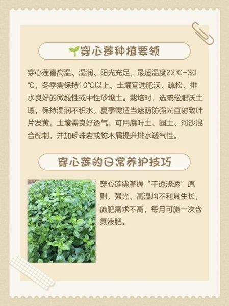 穿心莲什么时候开花_穿心莲花期多久-第2张图片-山城妙识 穿心莲什么时候开花_穿心莲花期多久-第2张图片-山城妙识