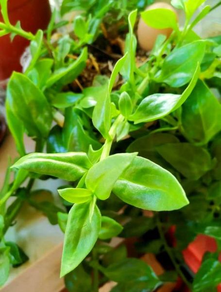 穿心莲什么时候开花_穿心莲花期多久-第3张图片-山城妙识 穿心莲什么时候开花_穿心莲花期多久-第3张图片-山城妙识