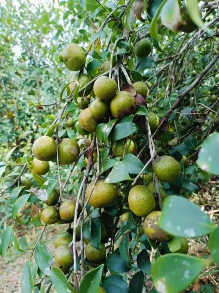 油茶籽油能炒菜吗_高温爆炒安全吗-第3张图片-山城妙识 油茶籽油能炒菜吗_高温爆炒安全吗-第3张图片-山城妙识