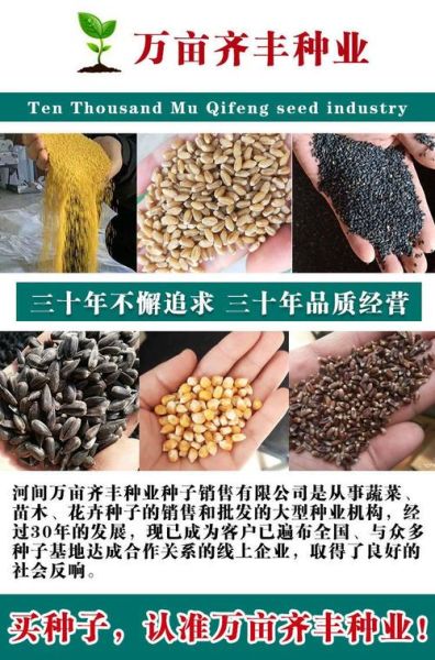 辣椒种子新旧区别_如何辨别好坏-第2张图片-山城妙识