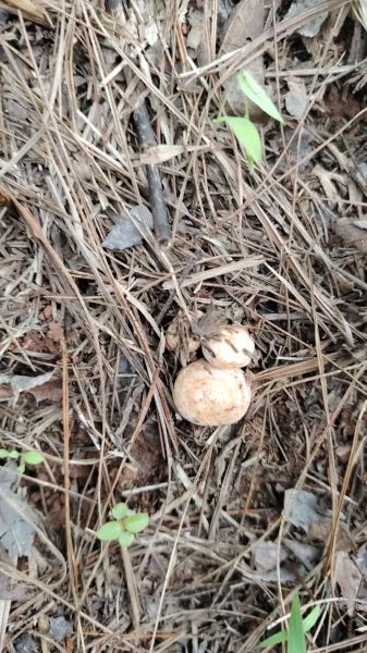 天王盖地虎_小鸡炖蘑菇是什么意思-第1张图片-山城妙识