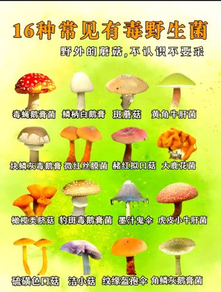 蘑菇的种类有哪些_如何区分可食用与有毒蘑菇-第2张图片-山城妙识