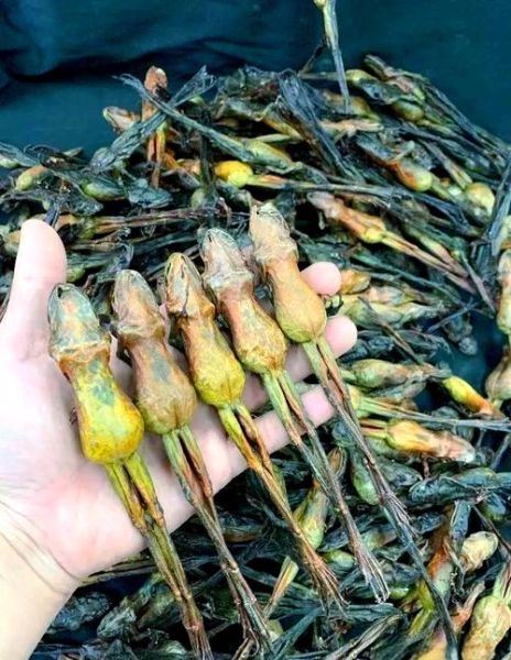 雪蛤长什么样子_雪蛤图片特征-第2张图片-山城妙识