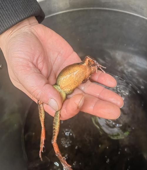 雪蛤长什么样子_雪蛤图片特征-第1张图片-山城妙识