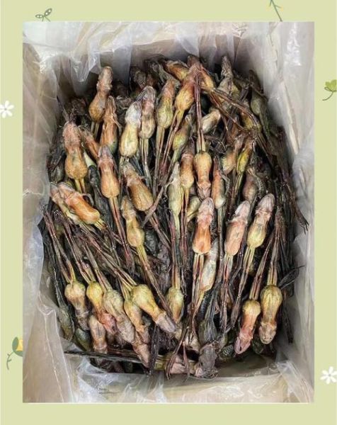 雪蛤长什么样子_雪蛤图片特征-第3张图片-山城妙识