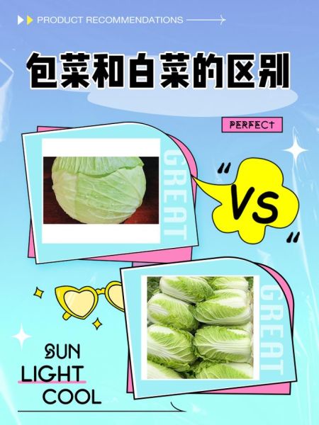 圆白菜和包菜的区别_哪个更有营养-第1张图片-山城妙识