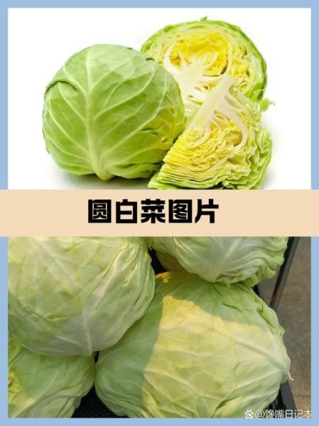 圆白菜和包菜的区别_哪个更有营养-第3张图片-山城妙识
