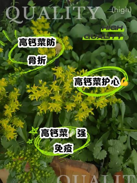 钙菜的功效与作用_钙菜怎么吃最补钙-第2张图片-山城妙识