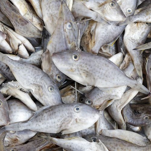 扒皮鱼多少钱一斤_扒皮鱼价格为什么波动大-第1张图片-山城妙识