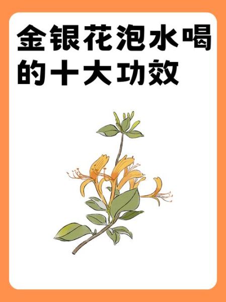 金银花图片功效和作用_金银花泡水喝有哪些禁忌-第1张图片-山城妙识 金银花图片功效和作用_金银花泡水喝有哪些禁忌-第1张图片-山城妙识