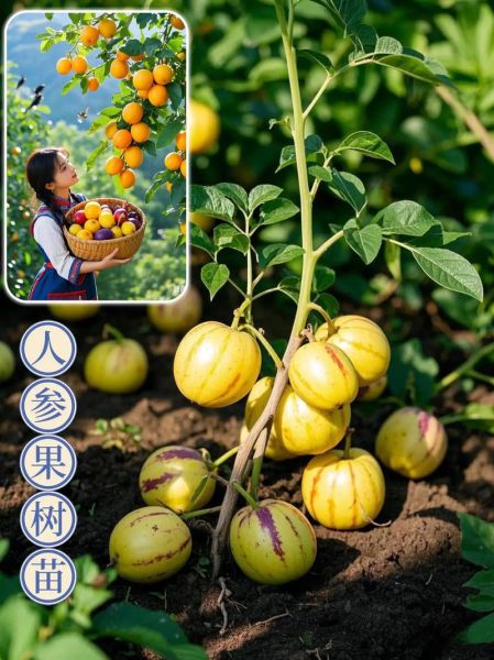 人参果树怎么种_人参果树几年结果-第1张图片-山城妙识