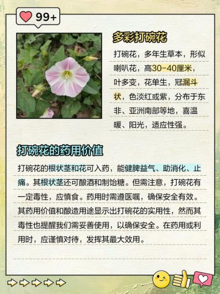 蚂蚱菜花学名叫什么_蚂蚱菜花和打碗碗花区别-第3张图片-山城妙识
