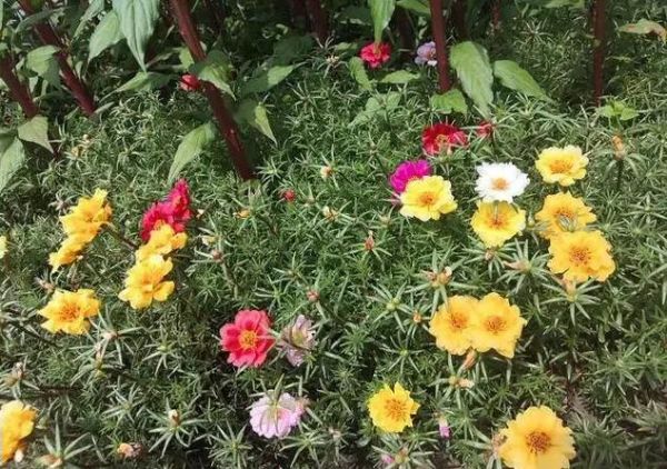 蚂蚱菜花学名叫什么_蚂蚱菜花和打碗碗花区别-第1张图片-山城妙识