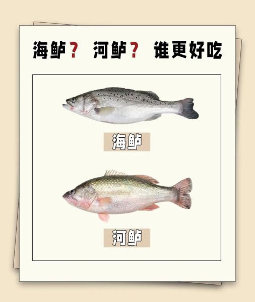 活鲈鱼是海鱼还是淡水鱼_市场常见鲈鱼种类-第1张图片-山城妙识