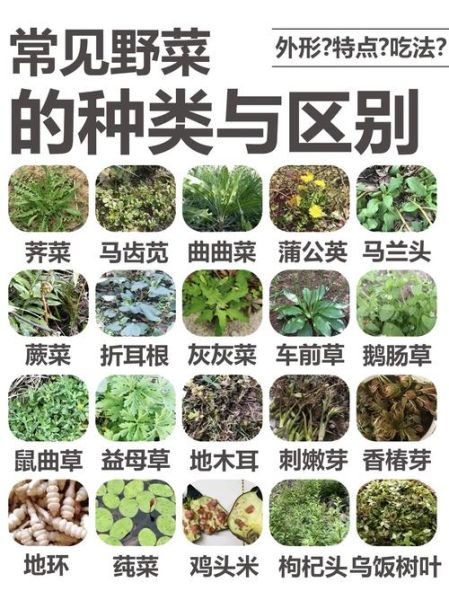 野菜有哪些品种_野菜怎么区分-第1张图片-山城妙识 野菜有哪些品种_野菜怎么区分-第1张图片-山城妙识