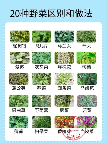 野菜有哪些品种_野菜怎么区分-第3张图片-山城妙识 野菜有哪些品种_野菜怎么区分-第3张图片-山城妙识