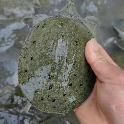 甲鱼养殖技术视频_甲鱼苗怎么养-第3张图片-山城妙识