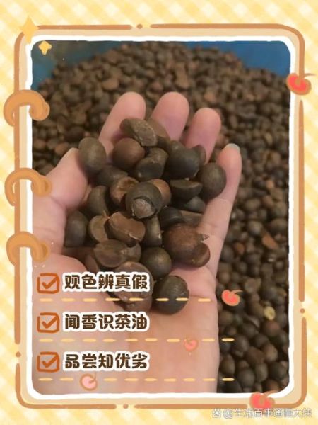 山茶油骗局有哪些套路_如何辨别真假山茶油-第3张图片-山城妙识