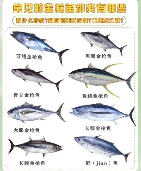 金枪鱼价格现在多少钱一斤_2024年最新行情-第1张图片-山城妙识