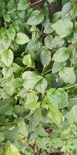 潺菜什么时候种_潺菜几月份种植最好-第1张图片-山城妙识