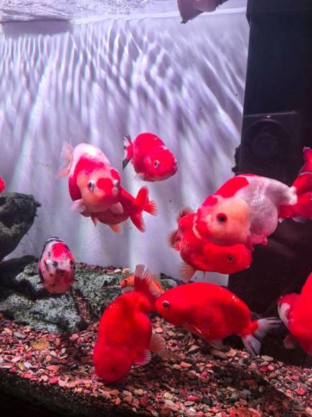 淡水鱼种类大全_哪些鱼最适合家庭鱼缸-第3张图片-山城妙识 淡水鱼种类大全_哪些鱼最适合家庭鱼缸-第3张图片-山城妙识