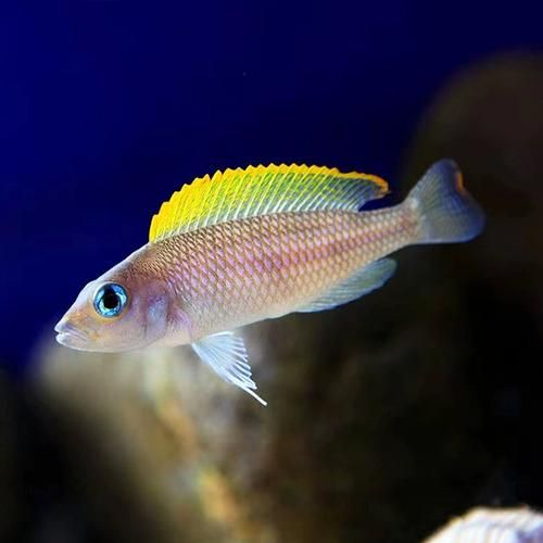 淡水鱼种类大全_哪些鱼最适合家庭鱼缸-第2张图片-山城妙识 淡水鱼种类大全_哪些鱼最适合家庭鱼缸-第2张图片-山城妙识