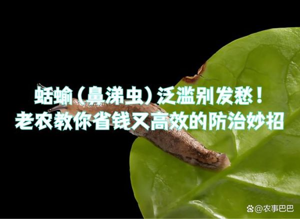 蛞蝓之灾_如何彻底消灭-第3张图片-山城妙识