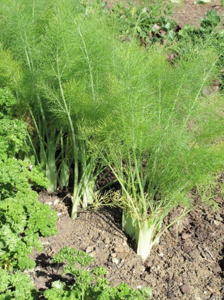 茴香的功效与禁忌_孕妇能吃茴香吗-第3张图片-山城妙识