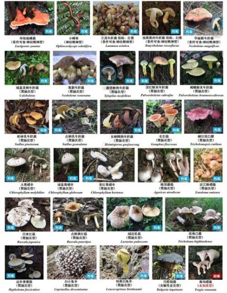 蘑菇种类有哪些_如何区分可食用与有毒蘑菇-第3张图片-山城妙识 蘑菇种类有哪些_如何区分可食用与有毒蘑菇-第3张图片-山城妙识