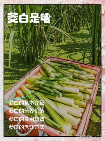 茭白怎么读_茭白是什么-第1张图片-山城妙识