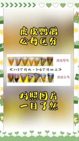 虎皮鹦鹉怎么分公母_虎皮鹦鹉公母区别图解-第2张图片-山城妙识