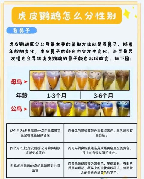 虎皮鹦鹉怎么分公母_虎皮鹦鹉公母区别图解-第1张图片-山城妙识