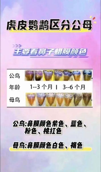 虎皮鹦鹉怎么分公母_虎皮鹦鹉公母区别图解-第3张图片-山城妙识