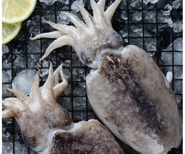 小墨鱼怎么养_小墨鱼吃什么-第2张图片-山城妙识