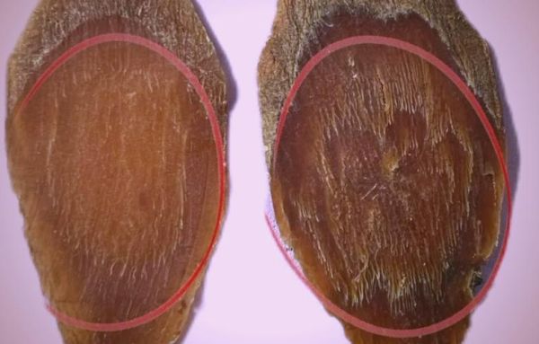 红参图片大全大图_如何辨别真假红参-第3张图片-山城妙识