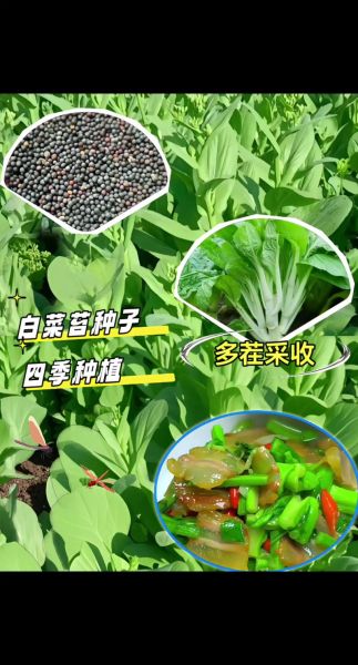 菜苔什么时候播种最好_菜苔几月份种最合适-第1张图片-山城妙识