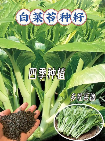 菜苔什么时候播种最好_菜苔几月份种最合适-第3张图片-山城妙识